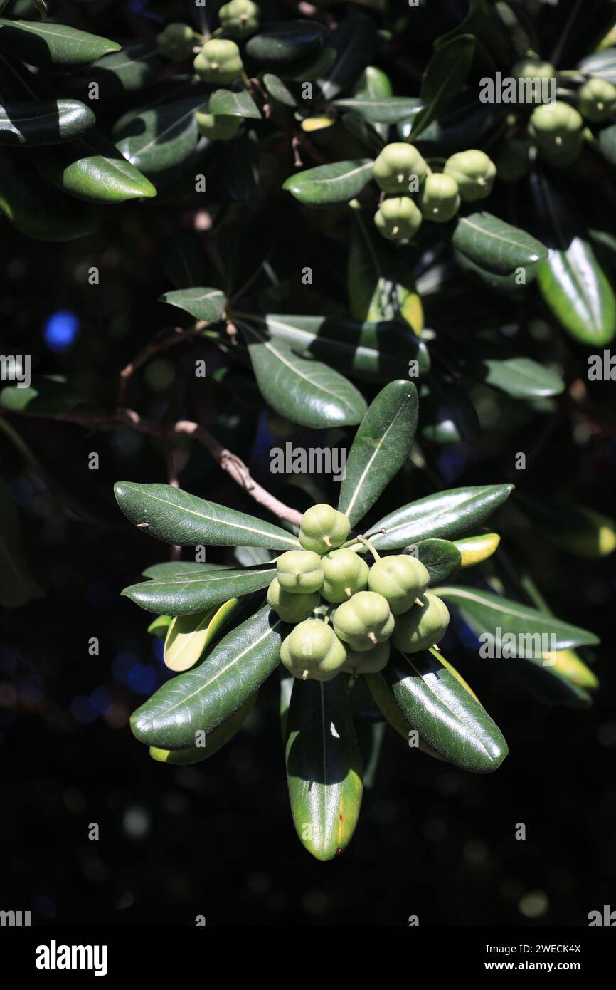 Beautiful pittosporum plant with green berries growing outdoors ...