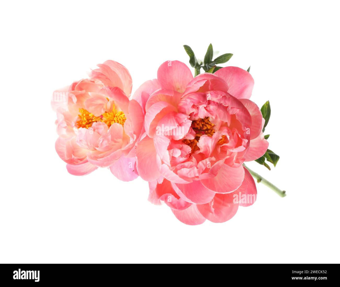 Beautiful blooming pink peonies isolated on white Stock Photo - Alamy