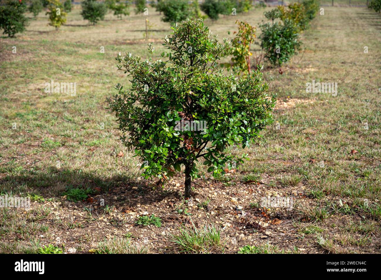 Truffle farm, cultivation of black winter Perigord truffles mushrooms ...