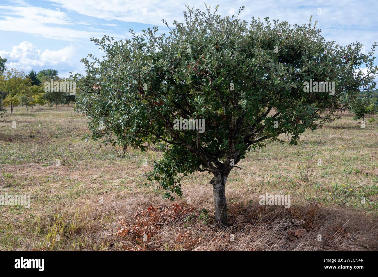 Truffle farm, cultivation of black winter Perigord truffles mushrooms ...