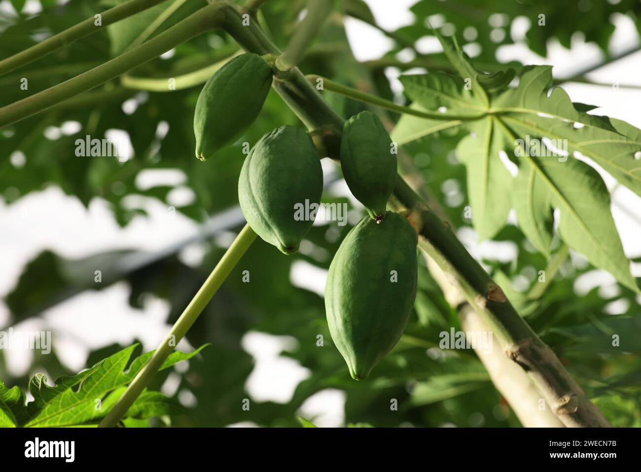 Unripe papaya hi-res stock photography and images - Alamy