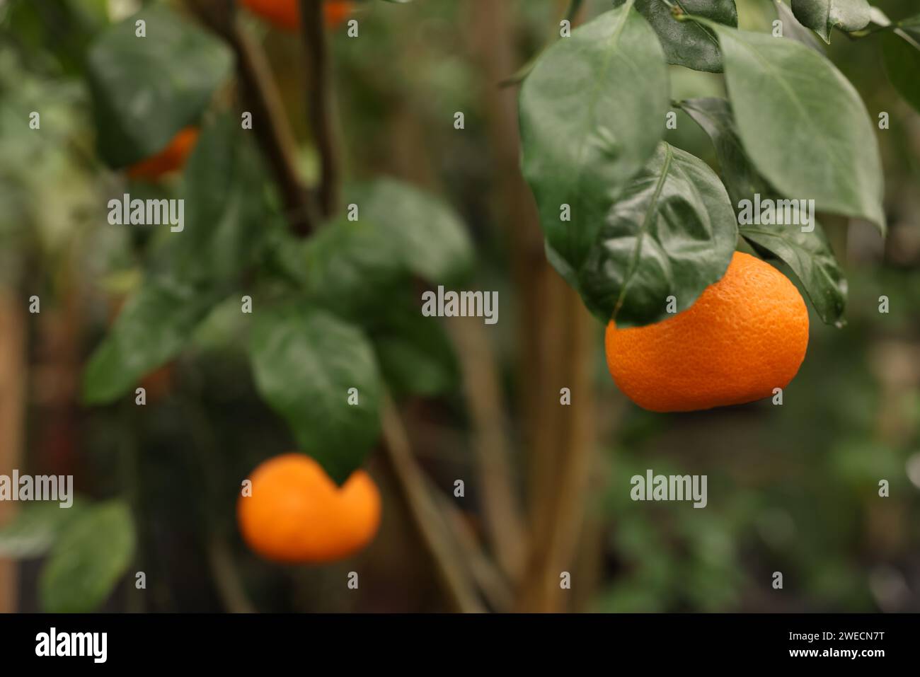 Tangerine tree with ripe fruits in greenhouse, space for text Stock ...