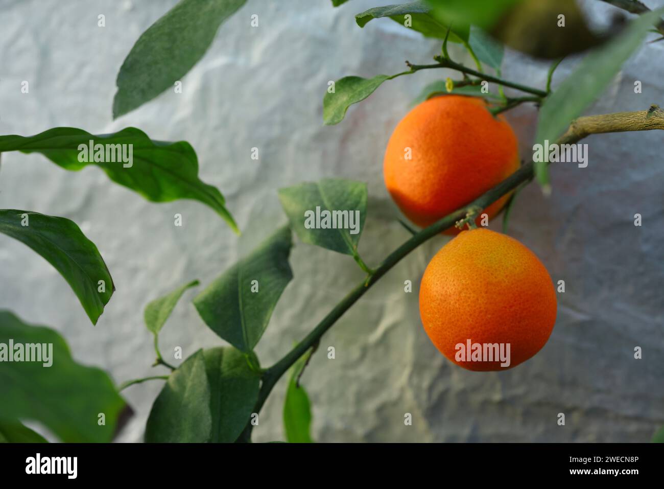 Growing oranges in greenhouse hi-res stock photography and images - Alamy