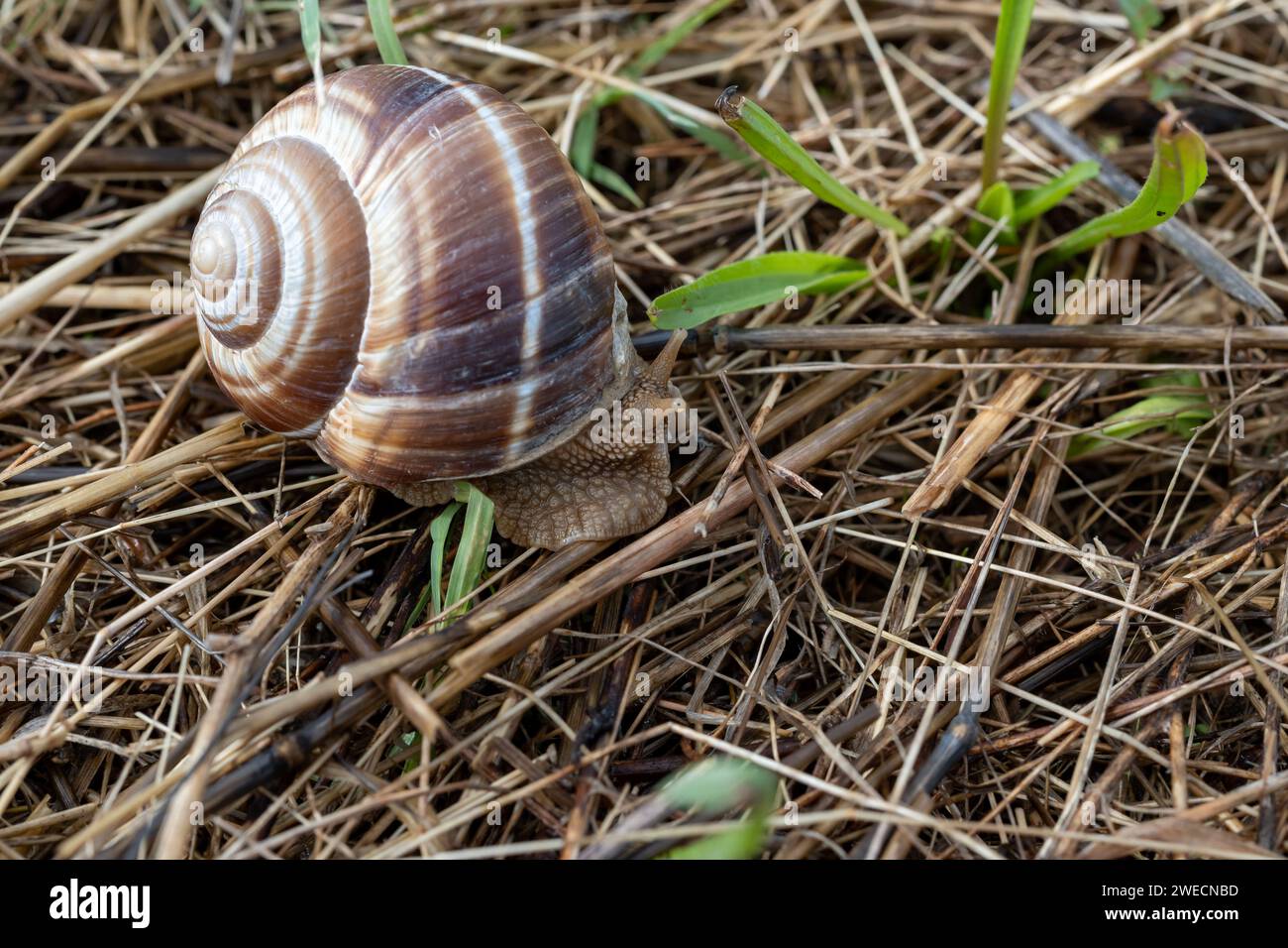 French cuisine, big tasty edible land snails escargot growing on ...