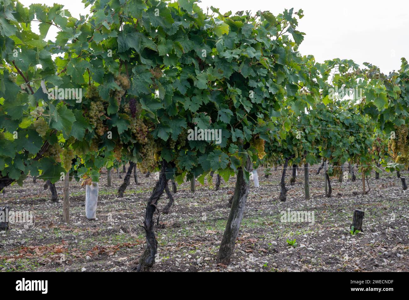 Harvest time on vineyards of Cognac white wine region, Charente, ripe ...