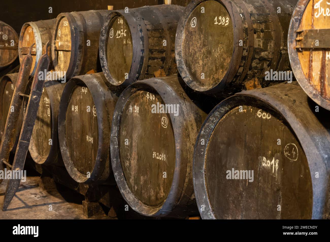 Aging process of cognac spirit in old dark French oak barrels in cellar ...