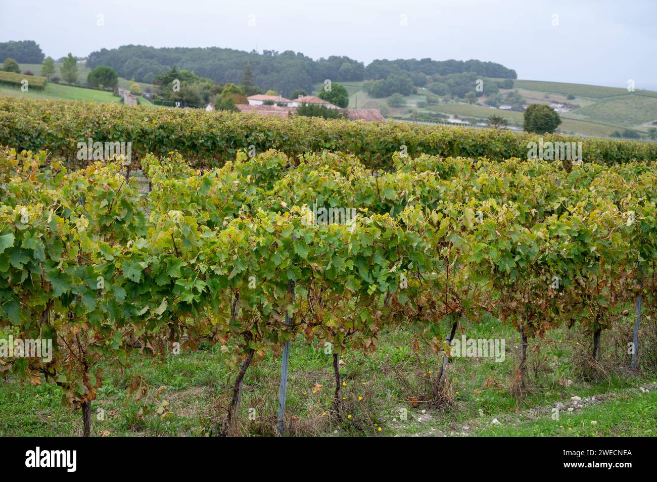 Harvest time on vineyards of Cognac white wine region, Charente, ripe ...
