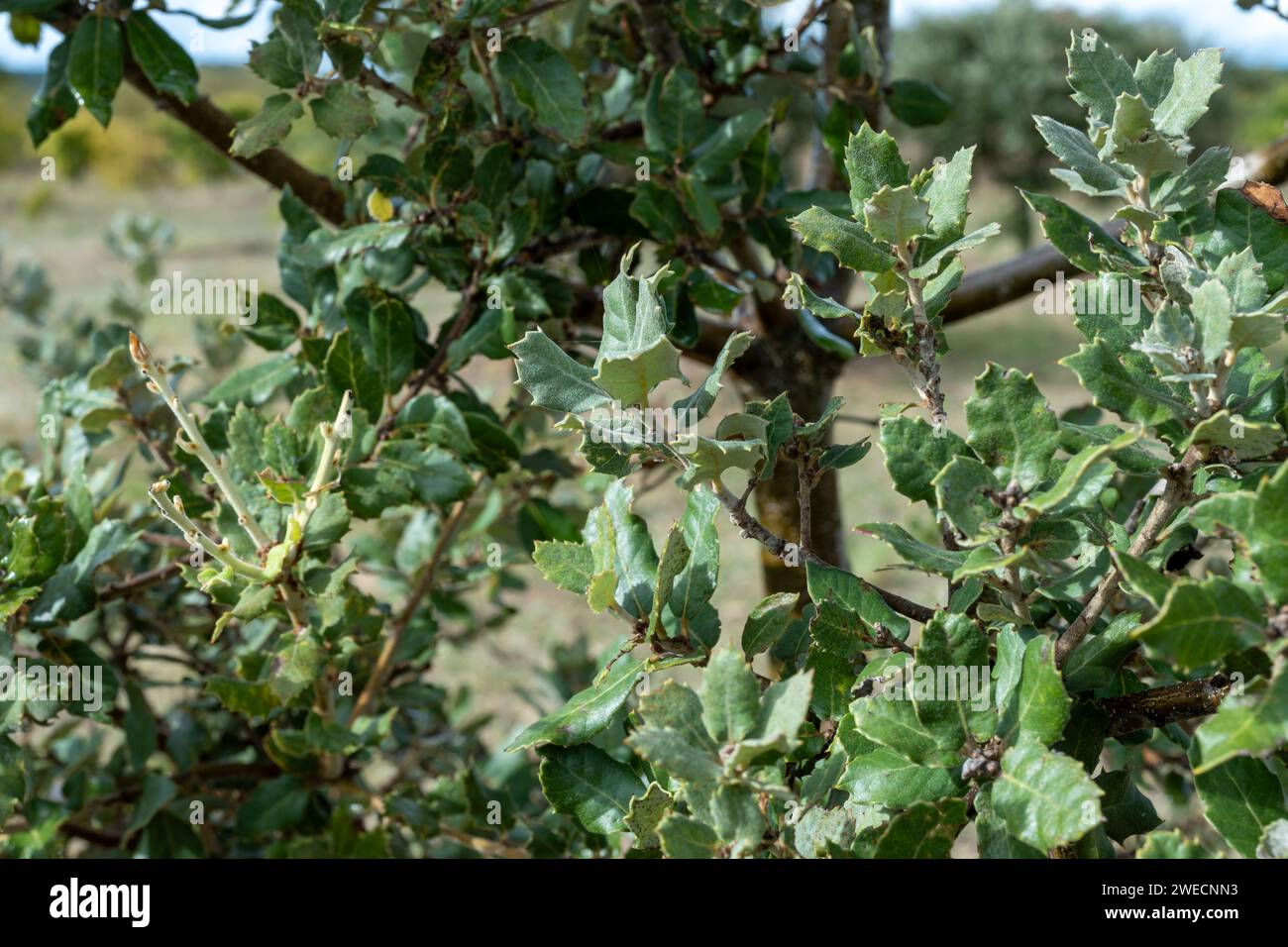 Truffle farm, cultivation of black winter Perigord truffles mushrooms ...