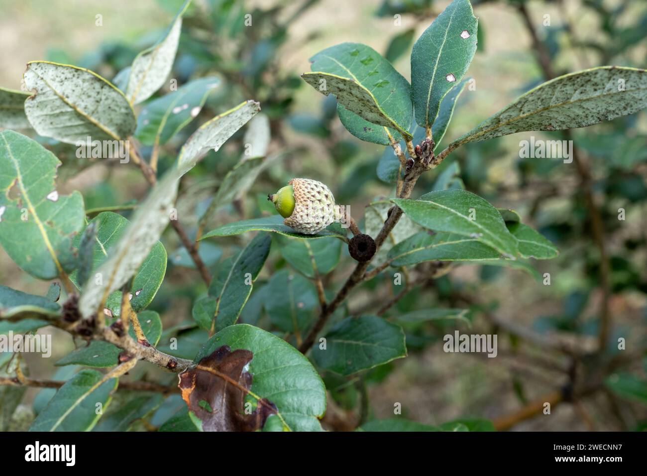 Truffle farm, cultivation of black winter Perigord truffles mushrooms ...