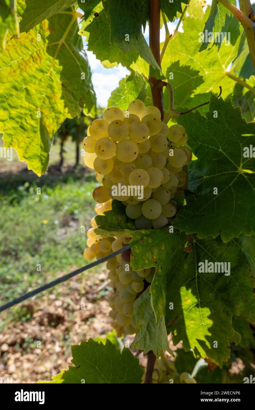Harvest time in Cognac white wine region, Charente, vineyards with rows ...