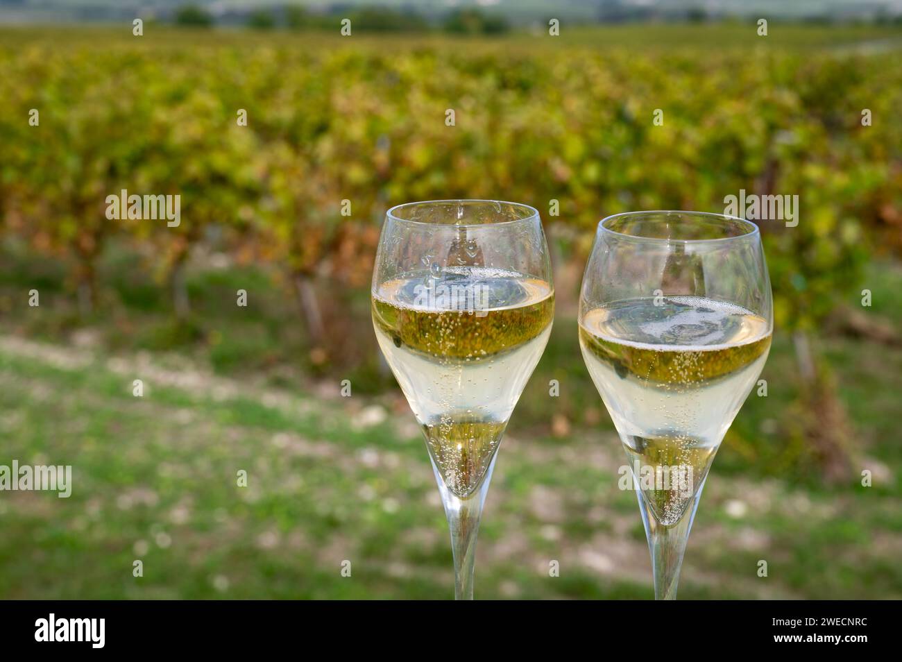 Tasting of grand cru sparkling white wine with bubbles champagne on ...