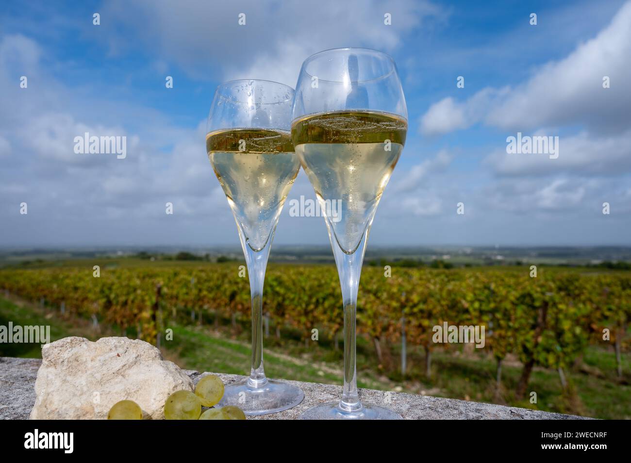 Tasting of grand cru sparkling white wine with bubbles champagne on ...