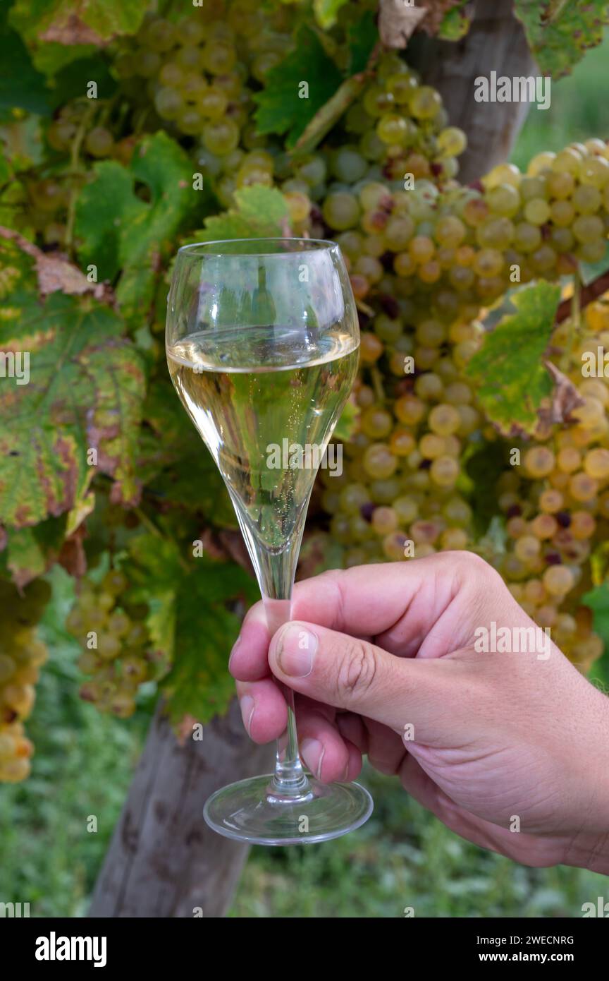 Tasting of grand cru sparkling white wine with bubbles champagne on ...
