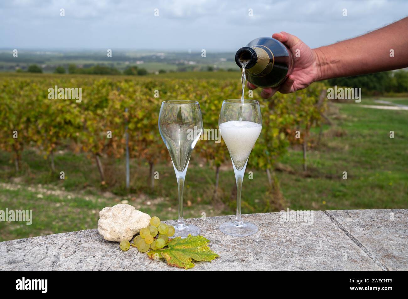 Tasting of grand cru sparkling white wine with bubbles champagne on ...