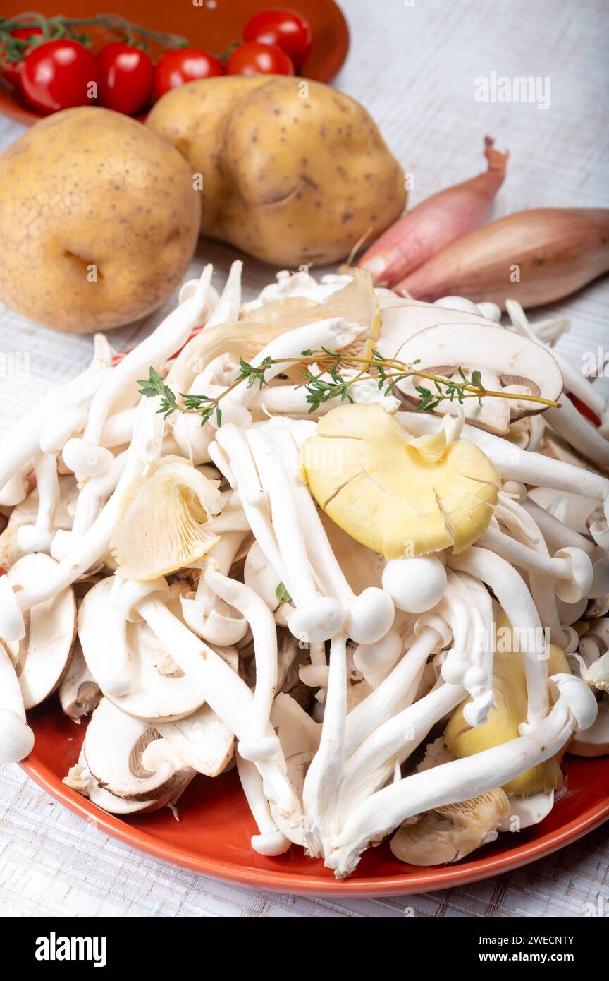 White shimeji edible mushrooms native to East Asia, buna-shimeji is ...