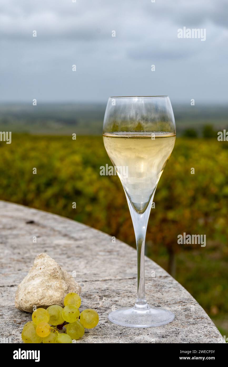 Tasting of grand cru sparkling white wine with bubbles champagne on ...