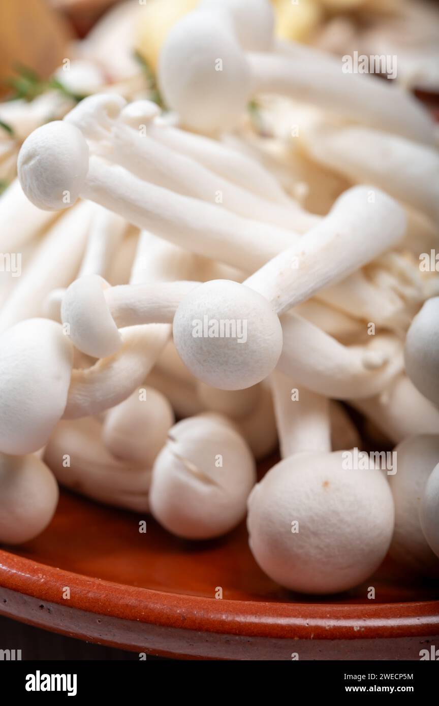 White shimeji edible mushrooms native to East Asia, buna-shimeji is ...