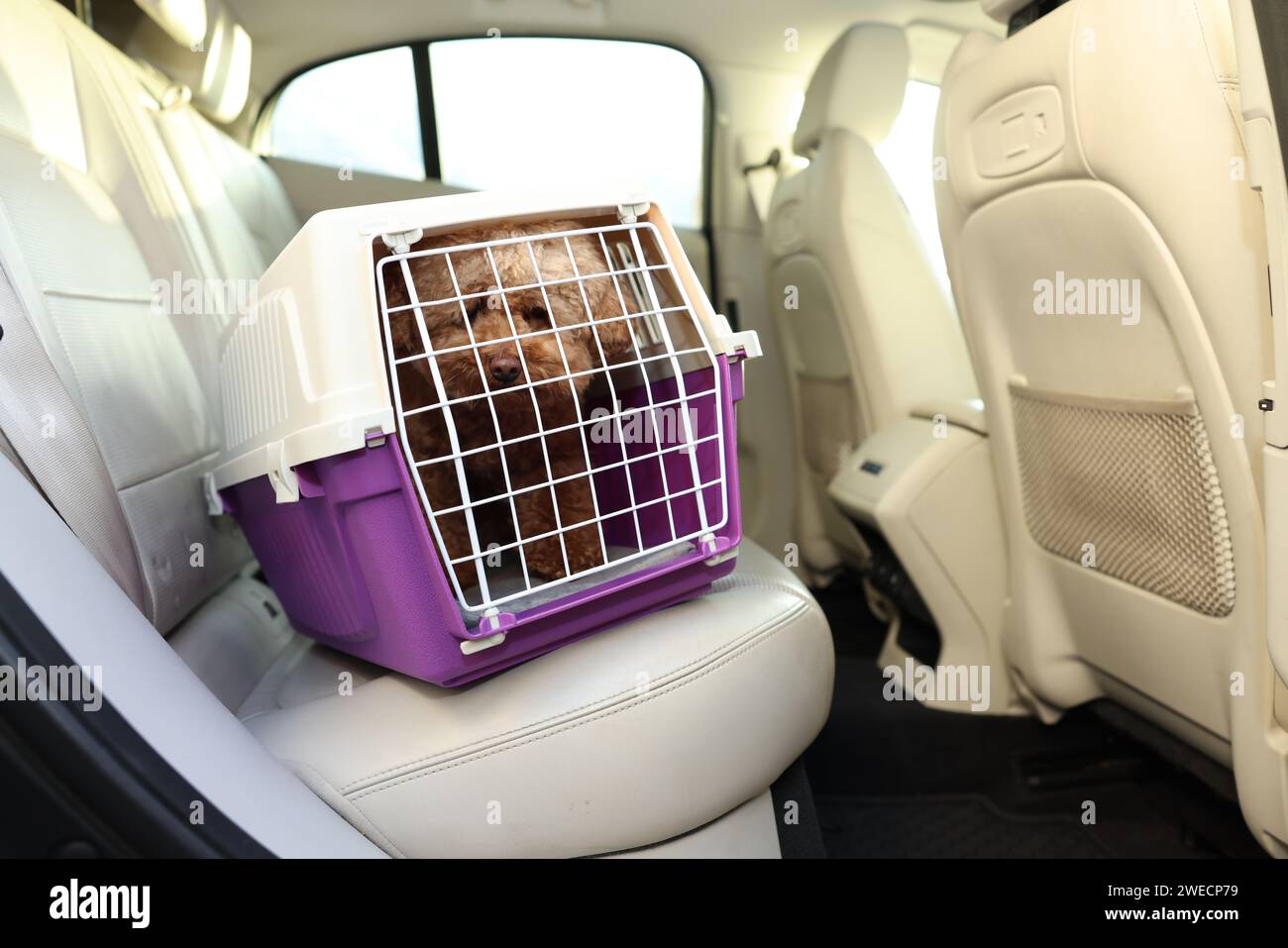 Cute dog in pet carrier travelling by car Stock Photo - Alamy