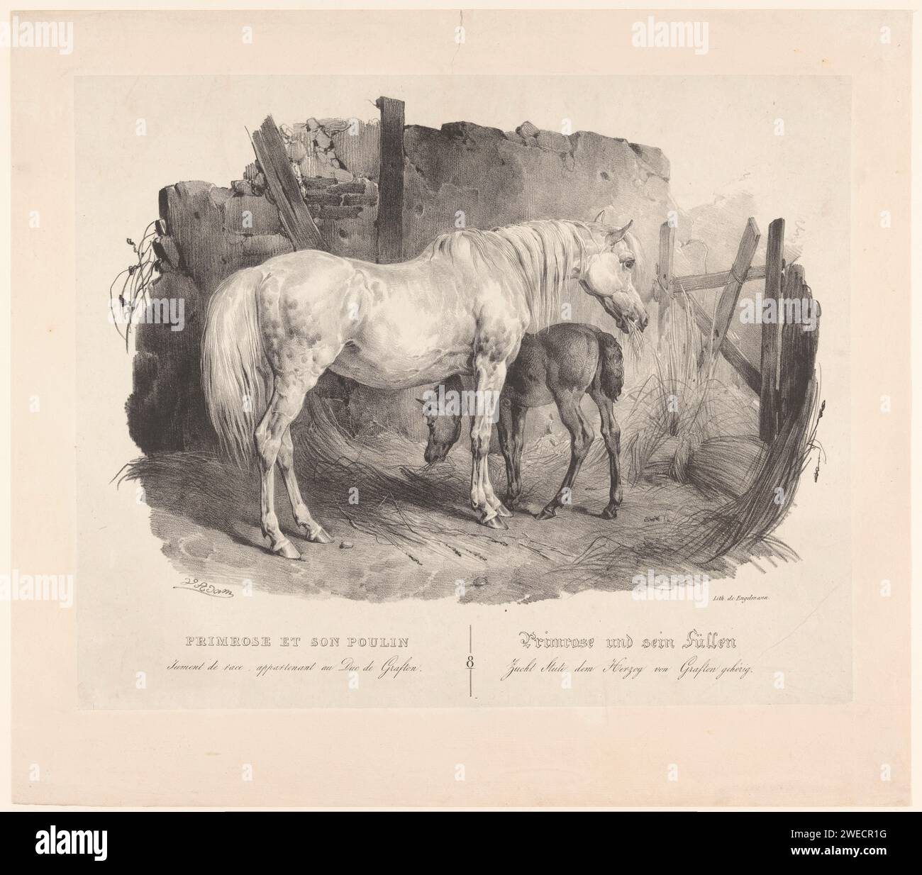 Mare primrose hi-res stock photography and images - Alamy