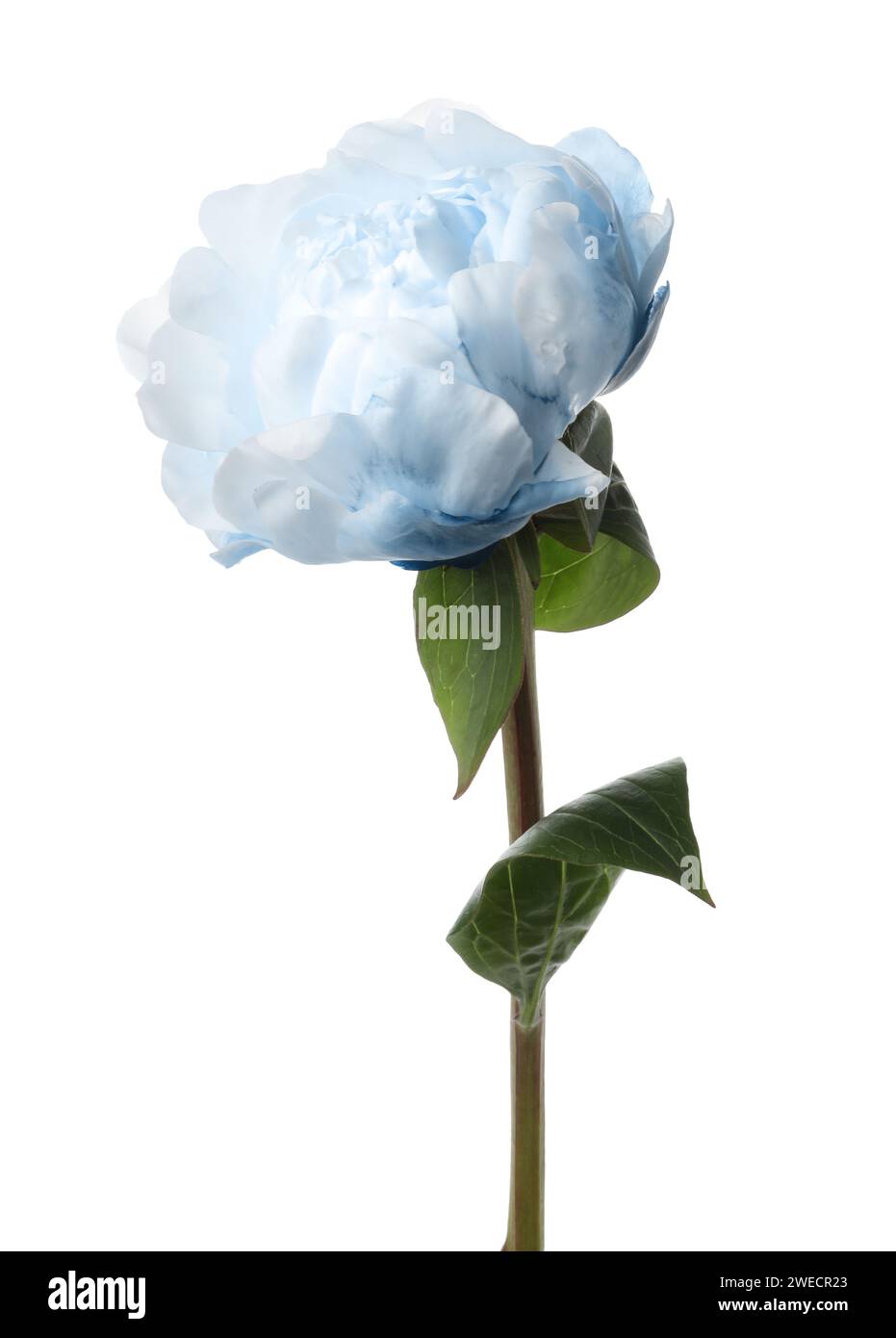 Beautiful light blue peony with green leaves on white background Stock ...