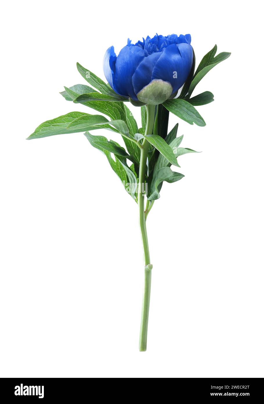 Beautiful blue peony with green leaves on white background Stock Photo ...