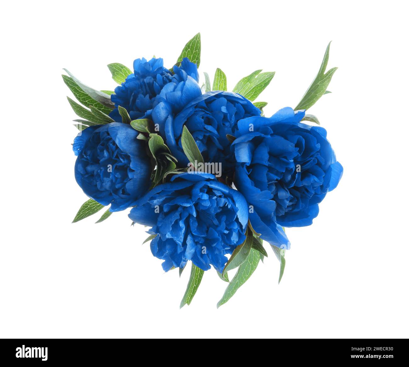 Bouquet of beautiful blue peonies on white background Stock Photo - Alamy