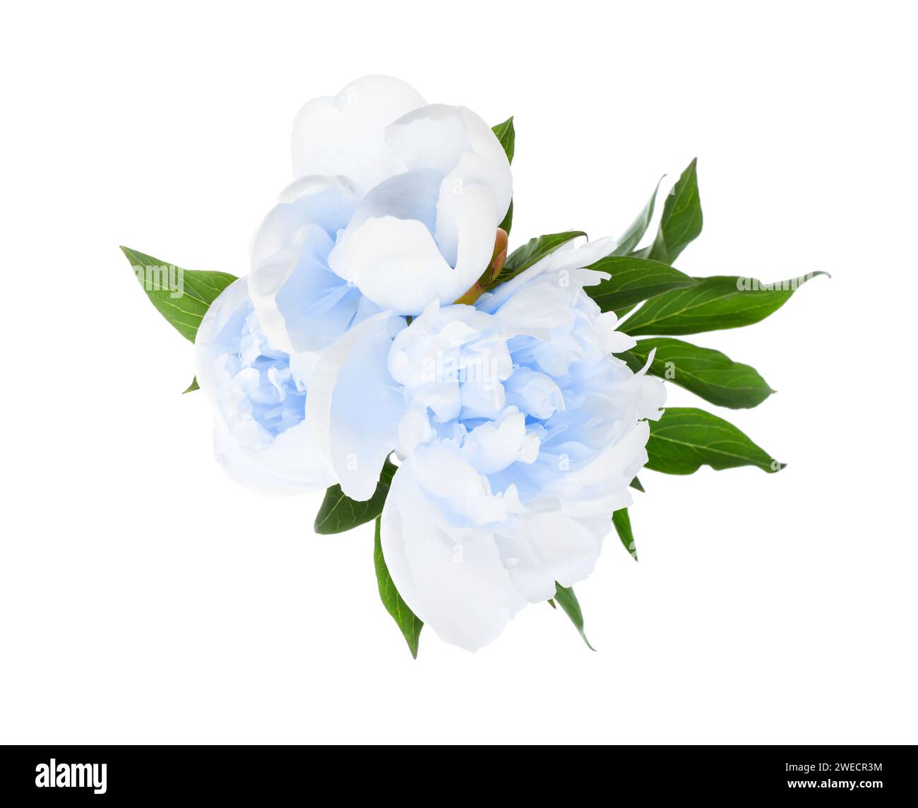 Beautiful light blue peonies with green leaves on white background ...