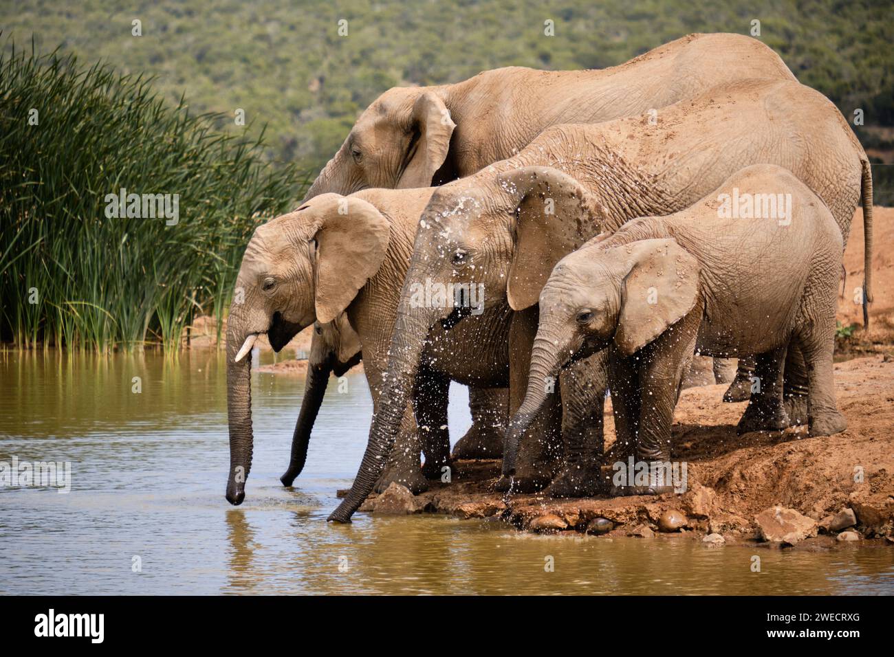 Family of five african elephant drinking playfully at water hole ...