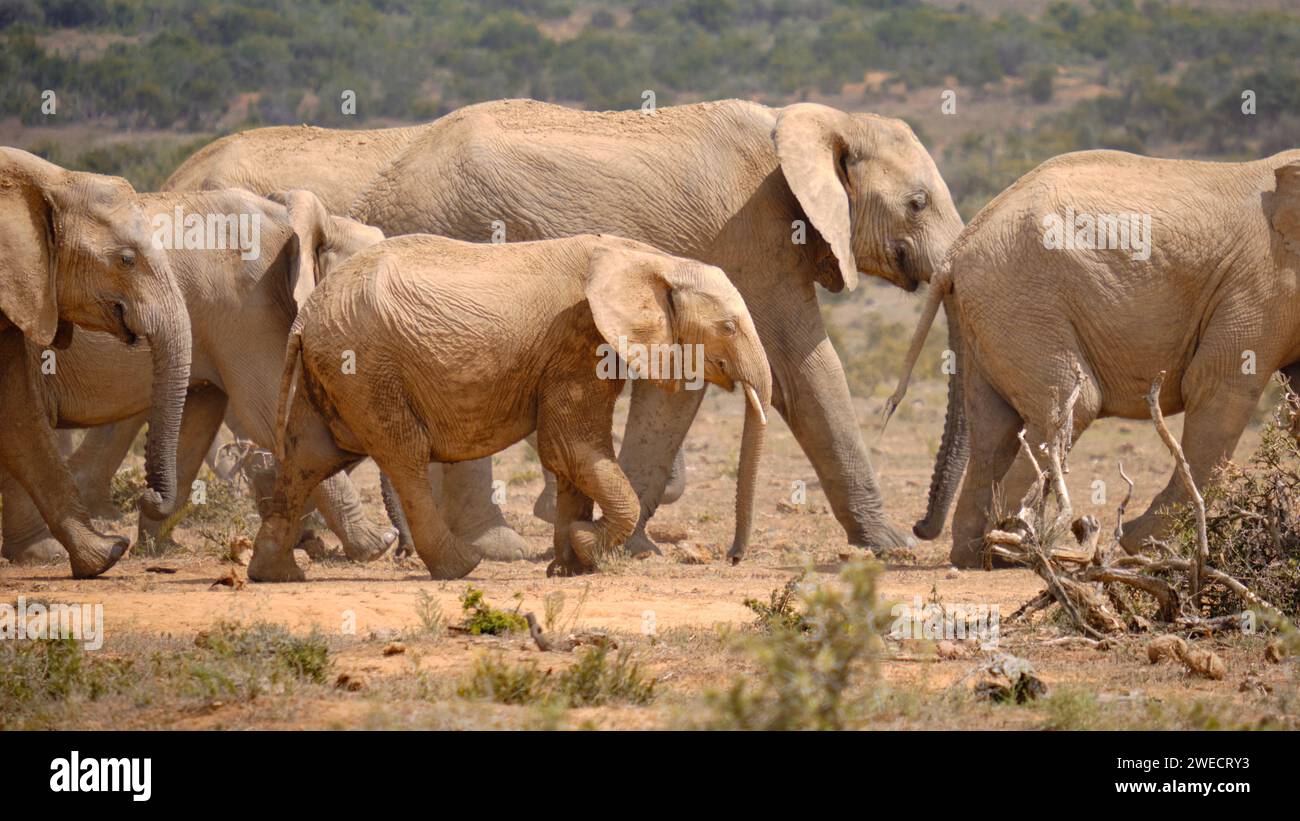 Family of african elephants hi-res stock photography and images - Alamy