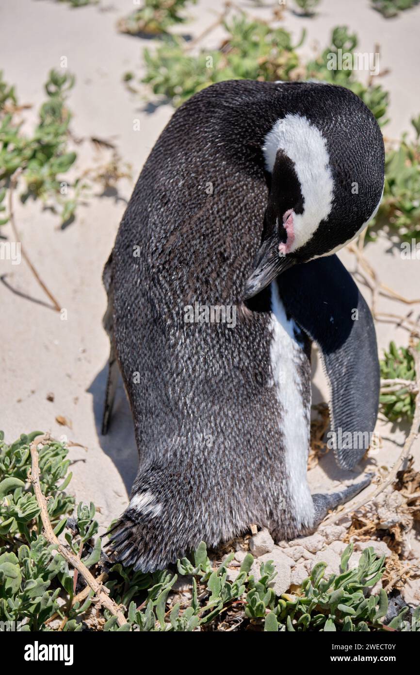 African penguin preening its back feathers with his beak. View of the ...