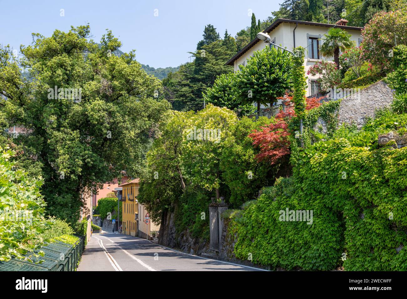 The lush green hillside neighborhood in Summer along scenic Via Venini ...