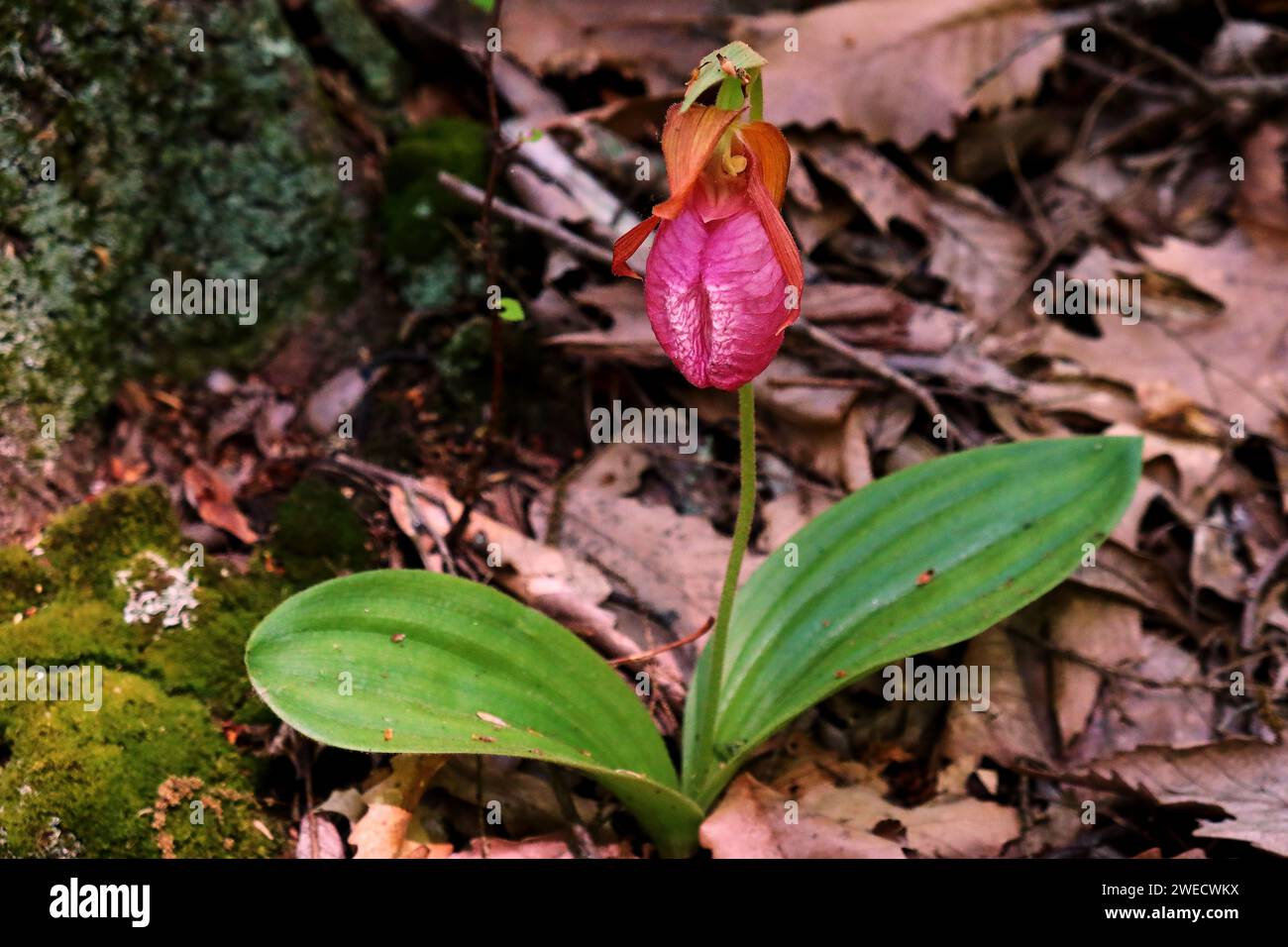 Lady Slipper Flower Stock Photo - Alamy
