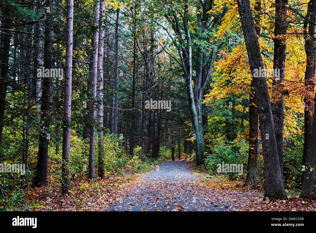 New England Fall Foliage Stock Photo - Alamy
