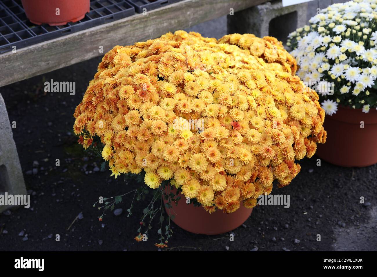 Orange mums hi-res stock photography and images - Alamy