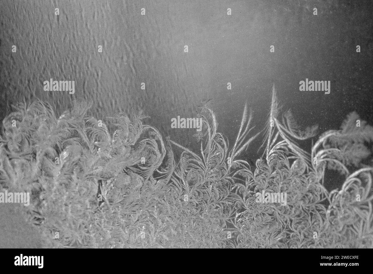 delicate winter frost pattern on a window, black and white image Stock ...