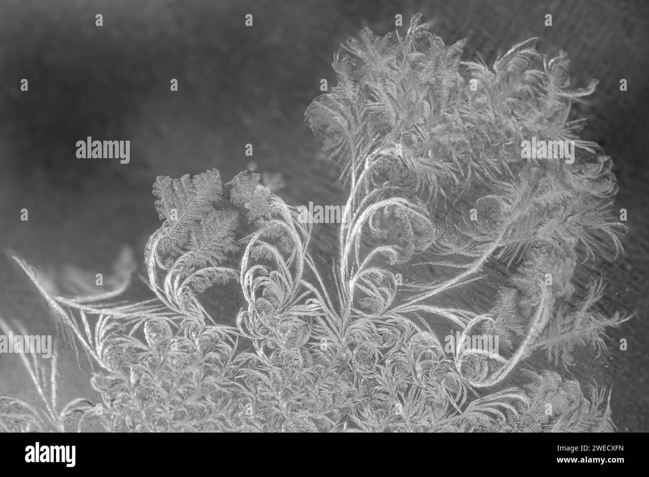 delicate winter frost pattern on a window, black and white image Stock ...