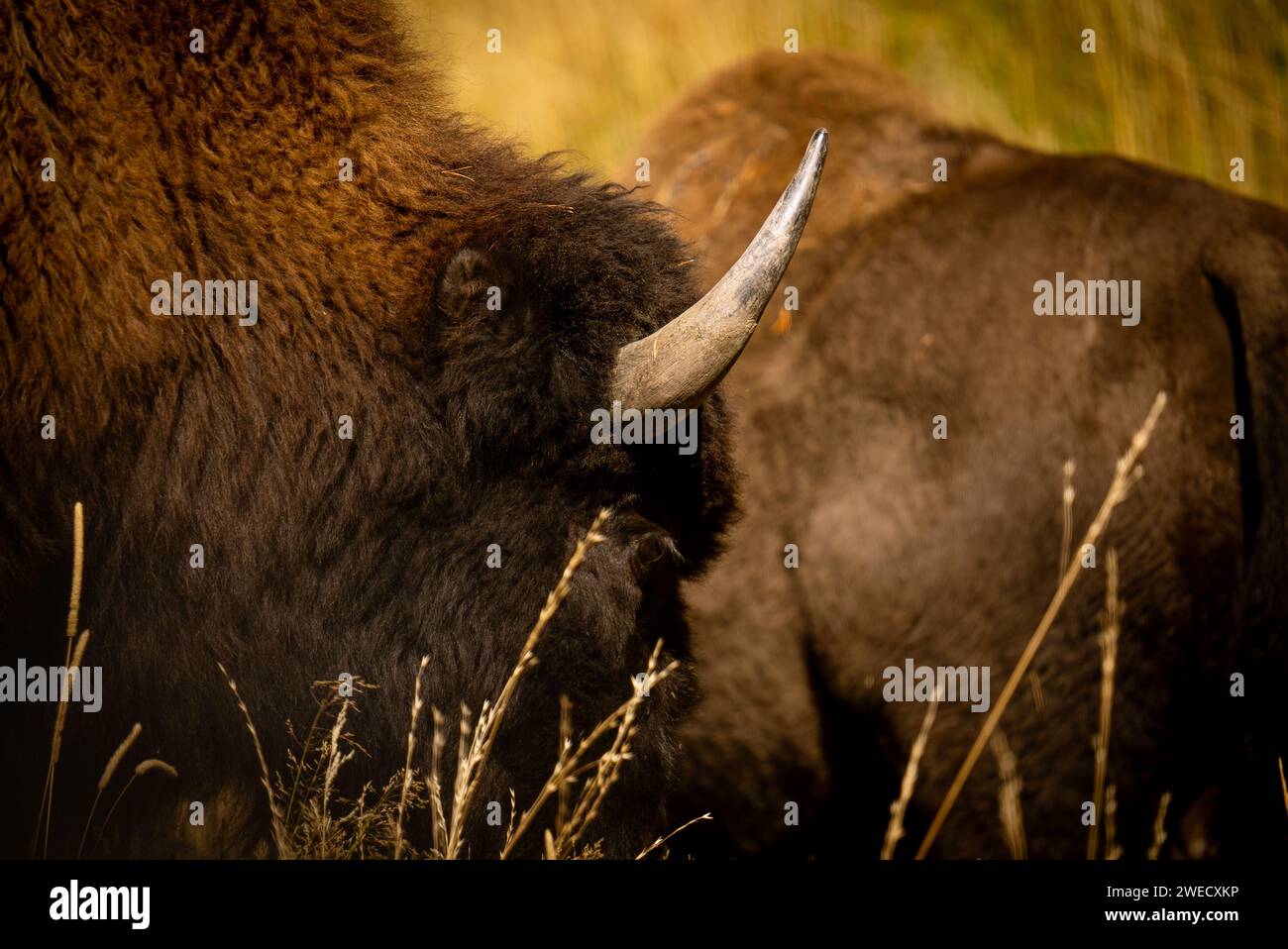 Bison horn hi-res stock photography and images - Alamy