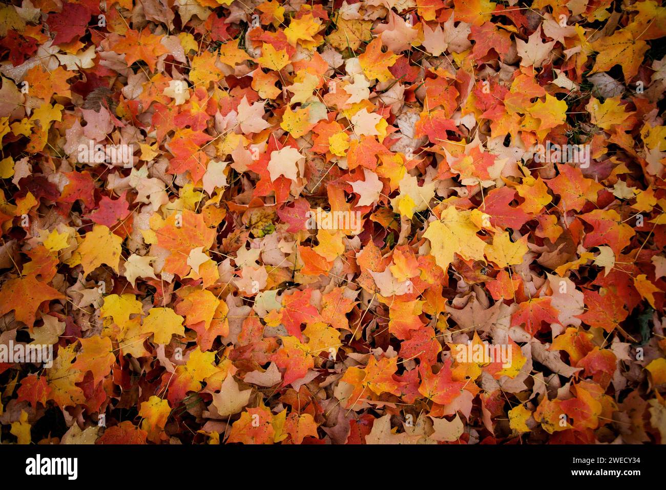 New England Fall Foliage Stock Photo - Alamy