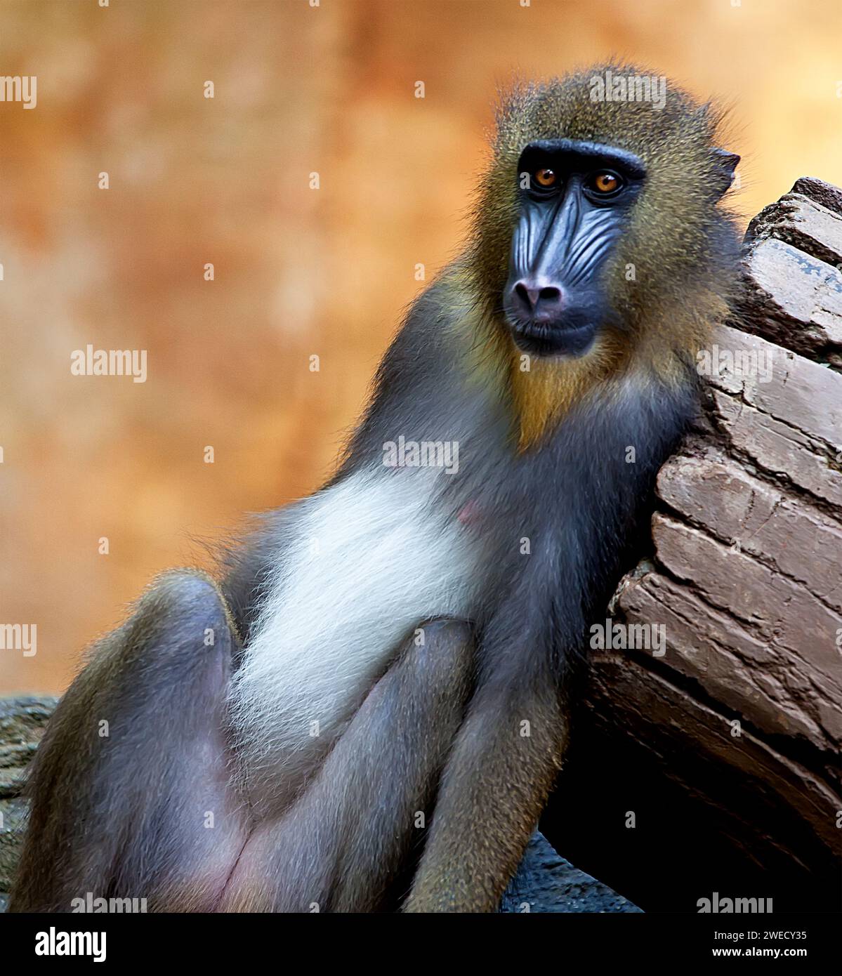Mandrill at Sunway Lagoon Wildlife Park in Selangor, Malaysia Stock ...