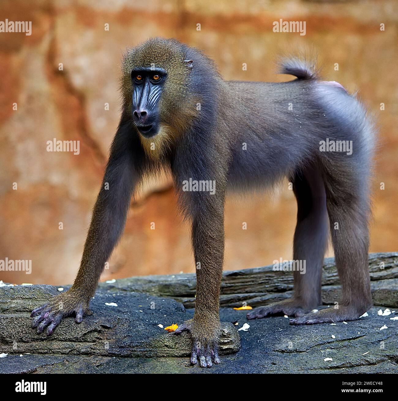 Mandrill at Sunway Lagoon Wildlife Park in Selangor, Malaysia Stock ...