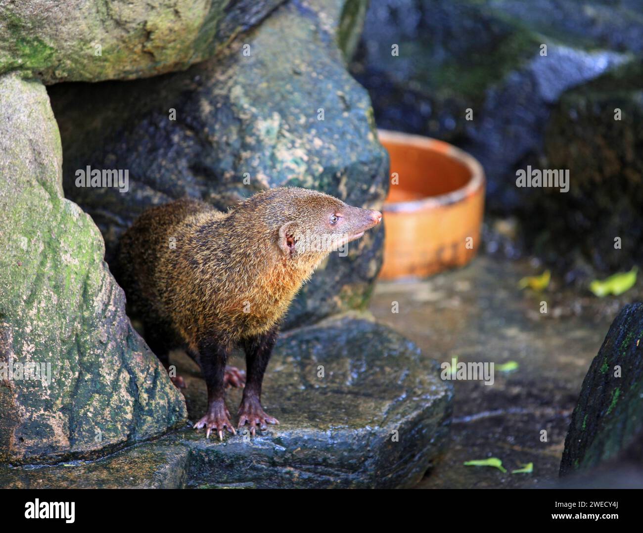 Mongoose at Sunway Lagoon Wildlife Park in Selangor, Malaysia Stock ...