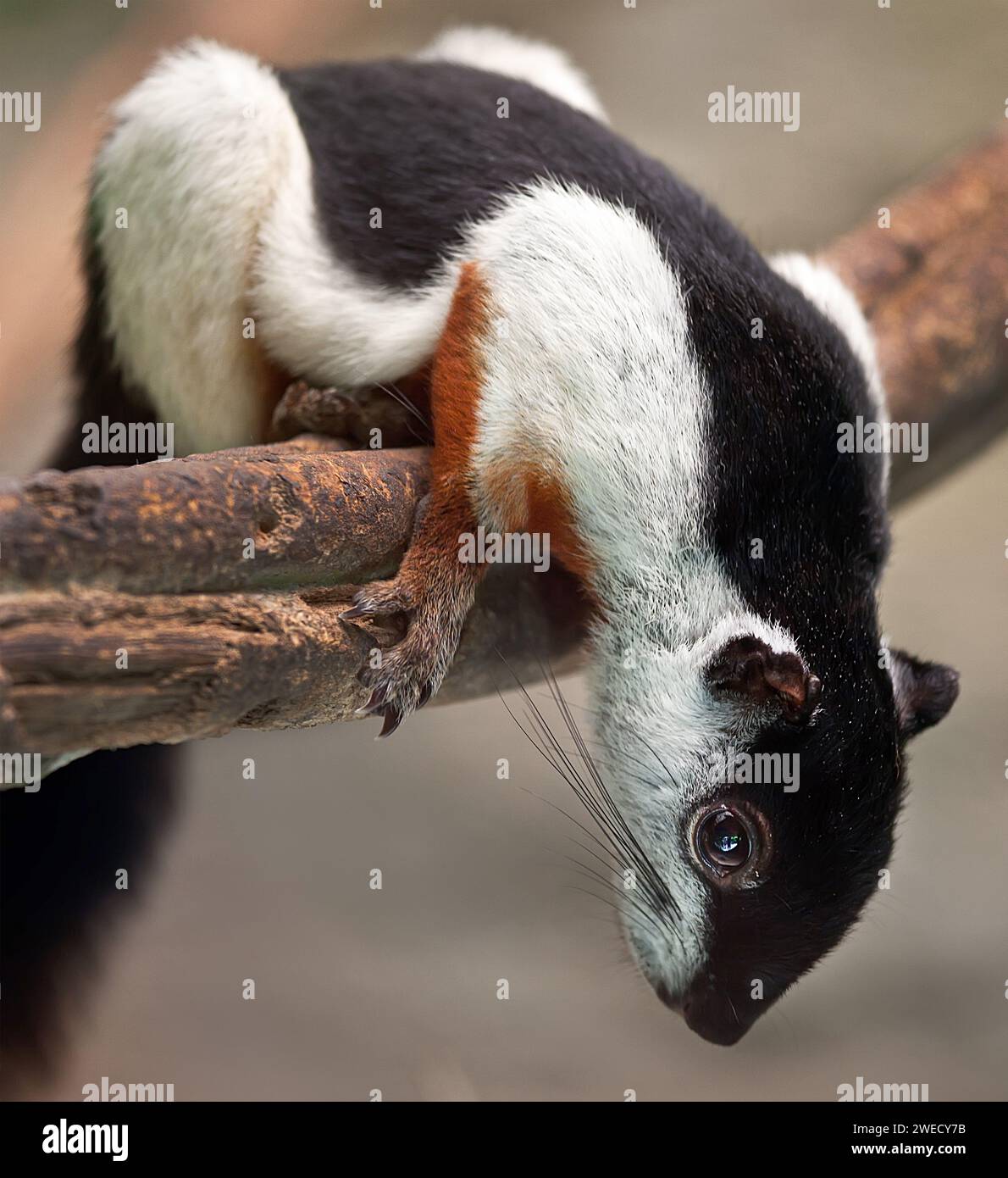 Asian Squirrel at Sunway Lagoon Wildlife Park in Selangor, Malaysia ...