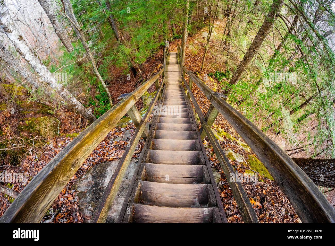 Top View of wooden stairs at trail in forest start of adventure concept ...