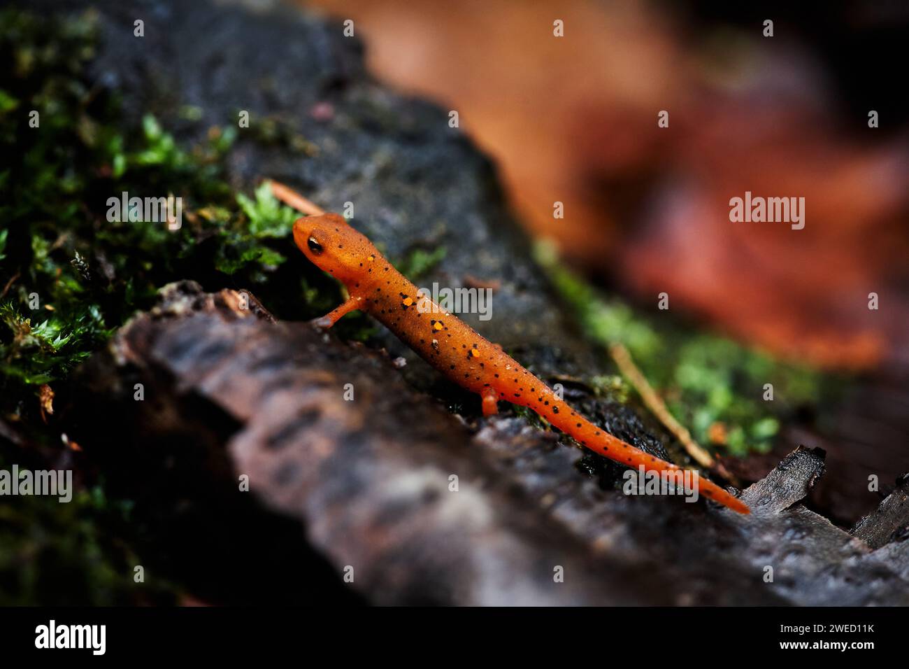 Orange salamander hi-res stock photography and images - Alamy