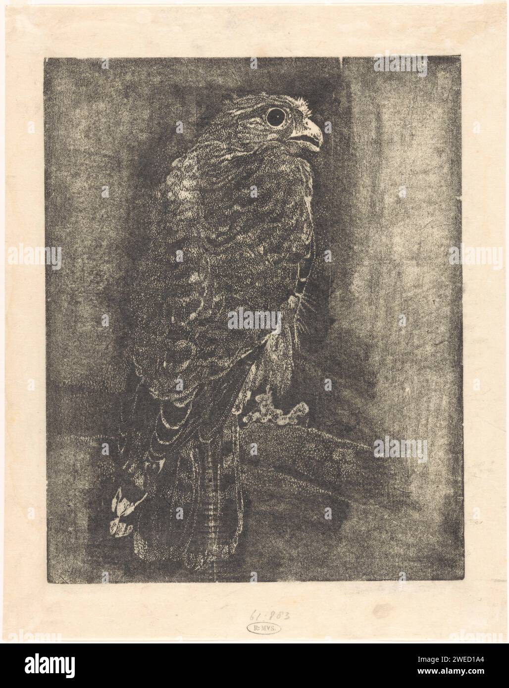 Valk on a branch, Emilius Wilhelmus Dehé, 1896 - 1947 print paper ...