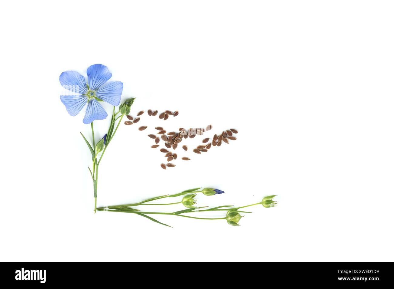 Flowering flax stalks, linseed seeds and linseed capsules isolated on ...
