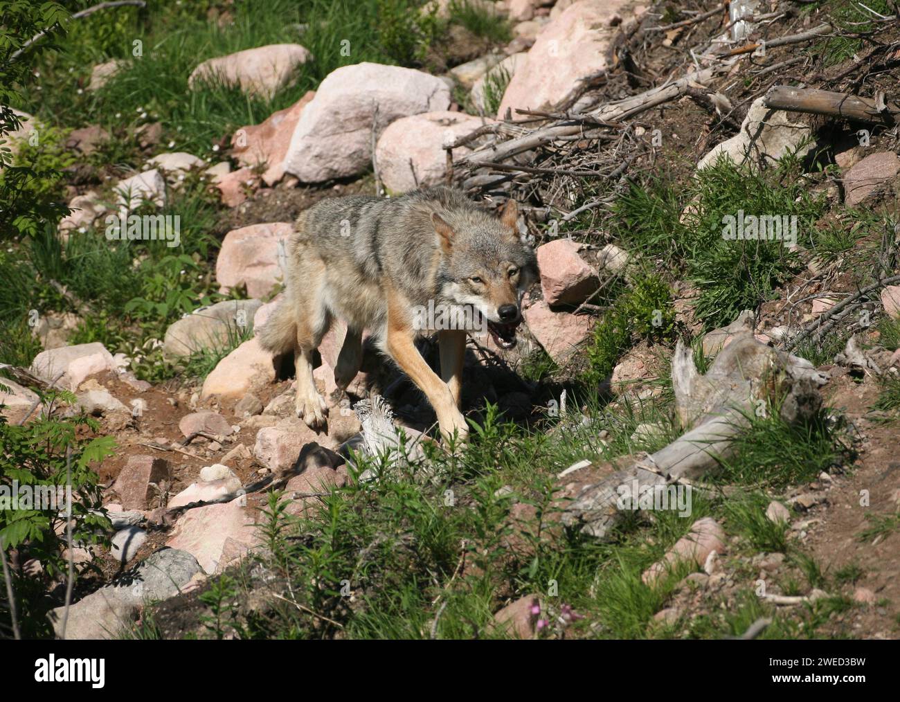 Wolf sweden hi-res stock photography and images - Alamy