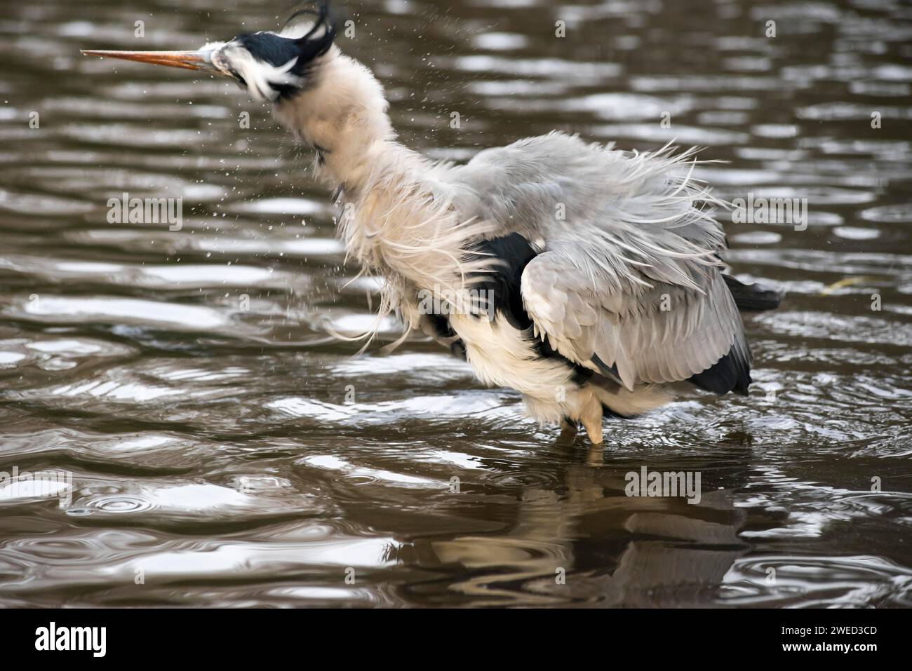 Grey heron (Ardea cinerea cinerea) stands in shallow water and shakes ...