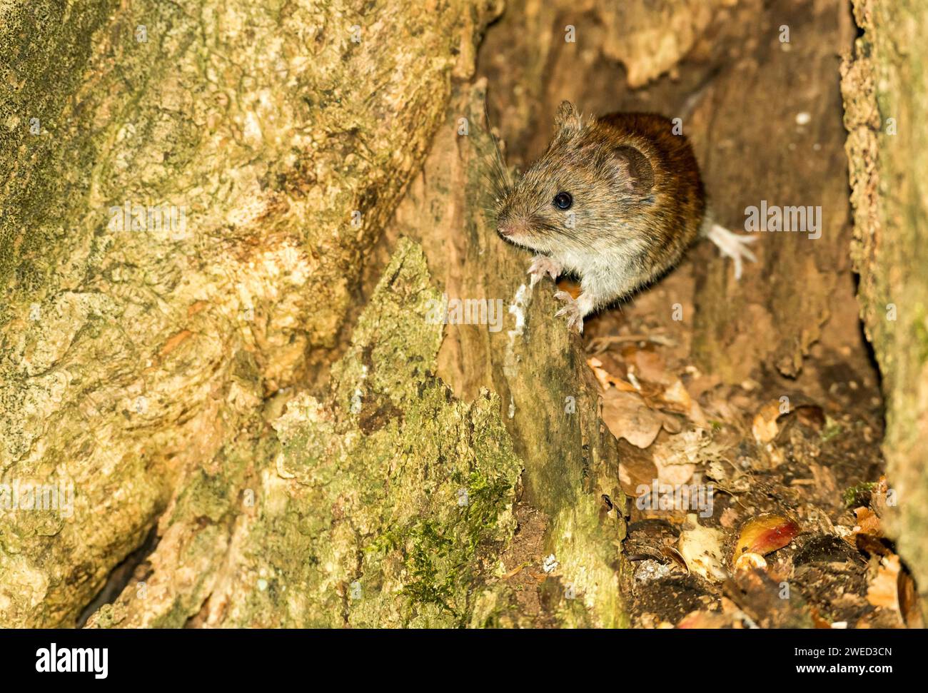 Red-backed vole (Myodes glareolus), also known as forest vole, looking ...