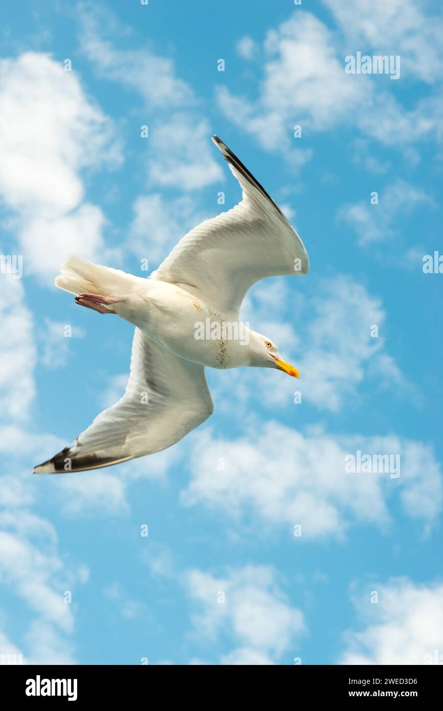 European herring gull (Larus argentatus), flying in front of summer sky ...
